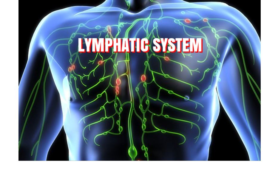 BLOOD CIRCULATION: THE “LYMPHATIC SYSTEM” | Doctors Without Waiting Rooms