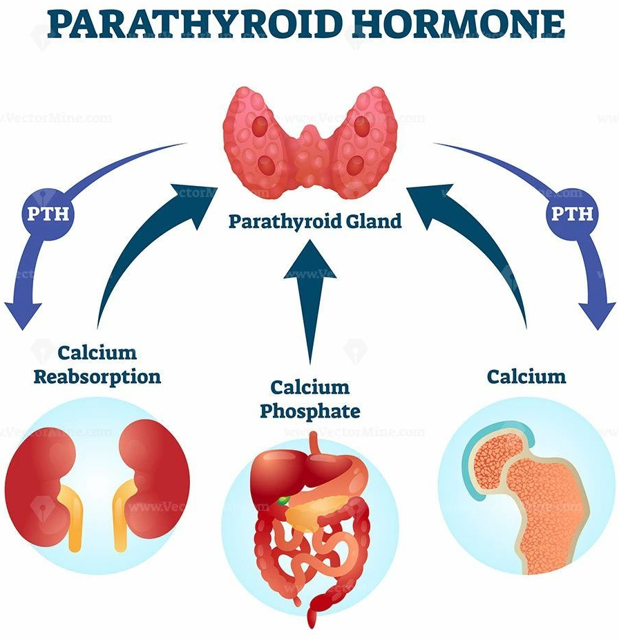 DR. C’S JOURNAL: BENEFITS OF PARATHYROID HORMONE | Doctors Without ...