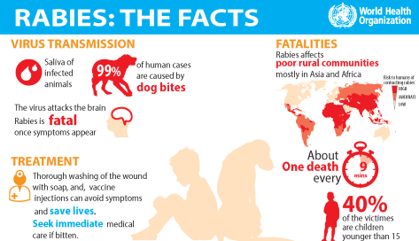Viruses: The History And Treatment Of Rabies | Doctors Without Waiting ...
