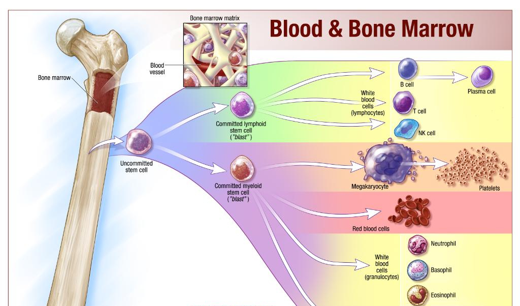 Stem Cells: Bone Marrow Transplants (Mayo Clinic) | Doctors Without ...