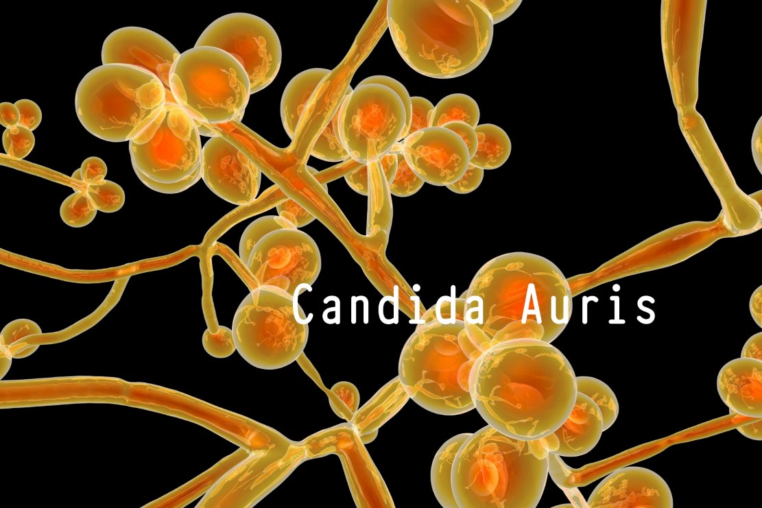 Fungal Infections: The Spread Of Candida Auris | Doctors Without ...